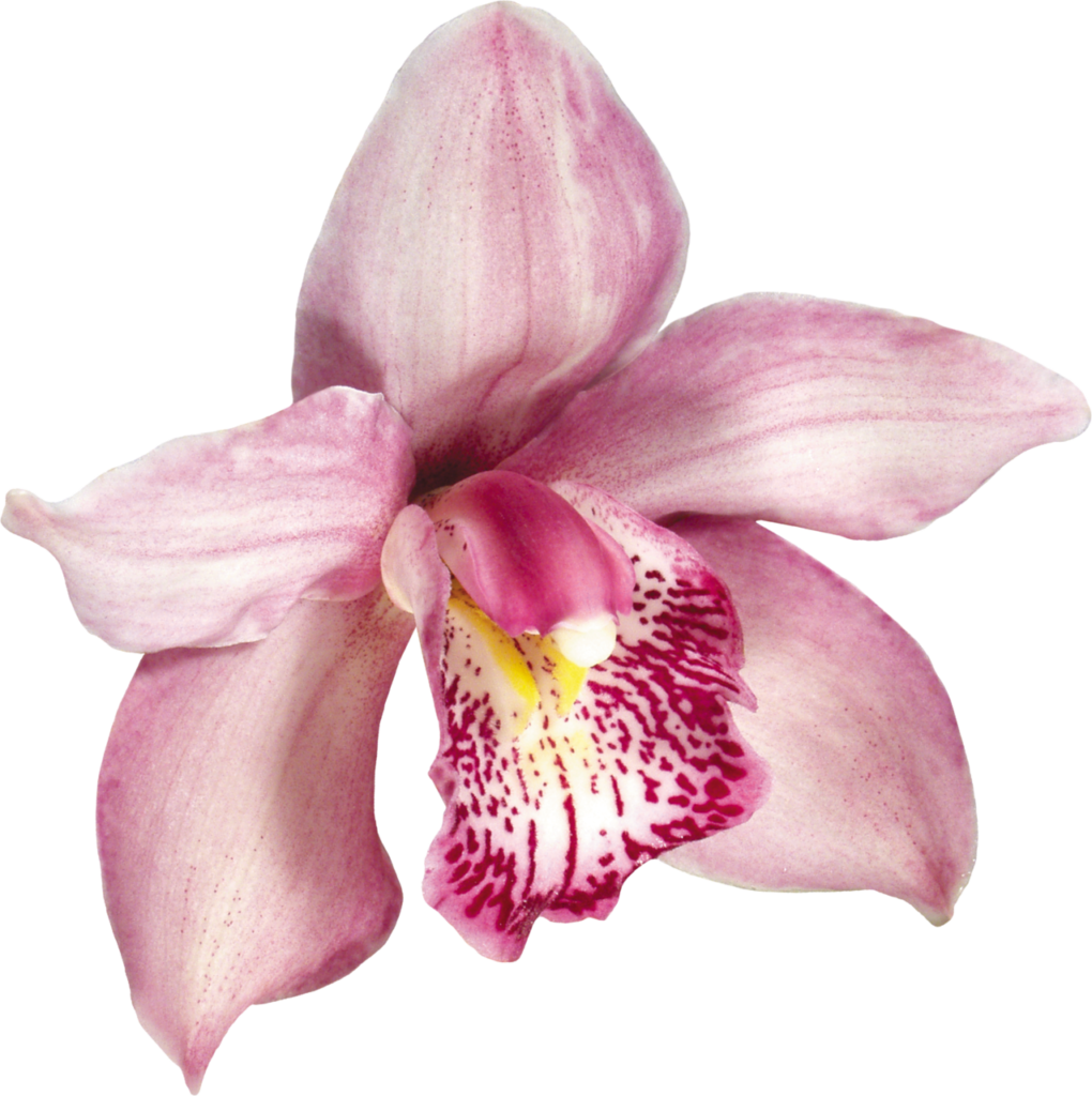 Orhidee Cymbidium – cupa | Florarie în Tulcea - Uca Flowers